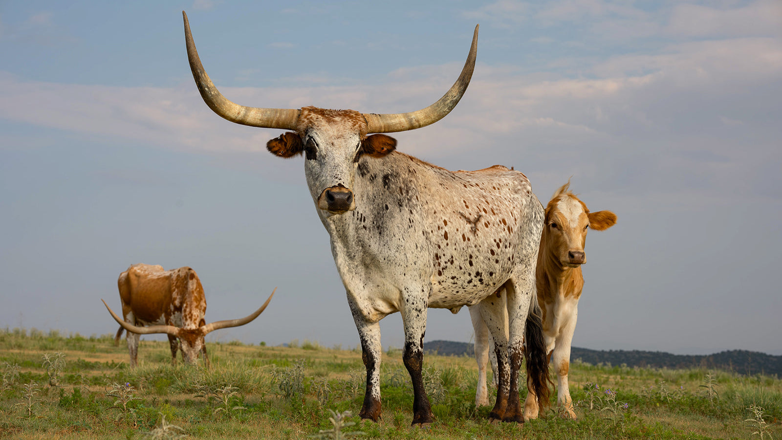 Cerro Pelon Movie Ranch